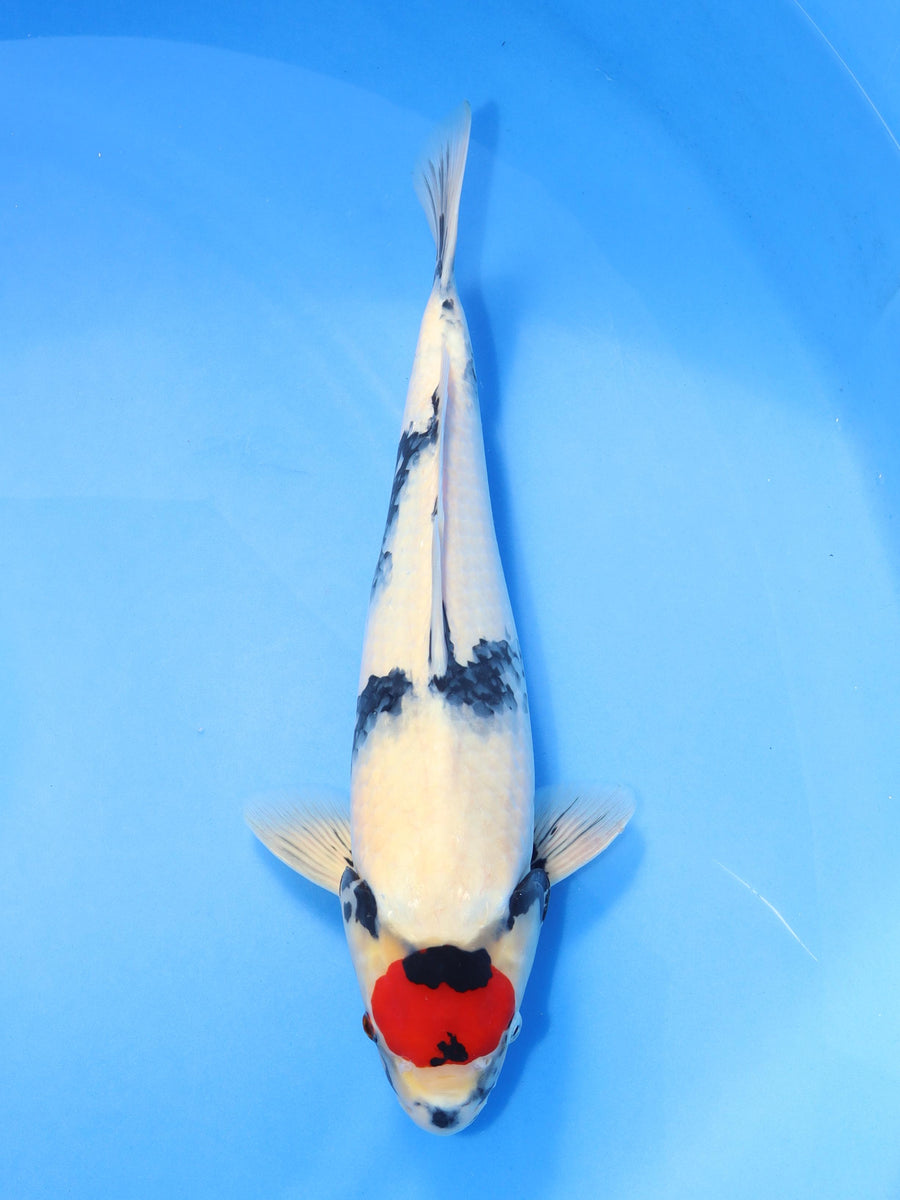 DAINICHI BLOODLINE TANCHO SHOWA #7 – GC Koi Farm
