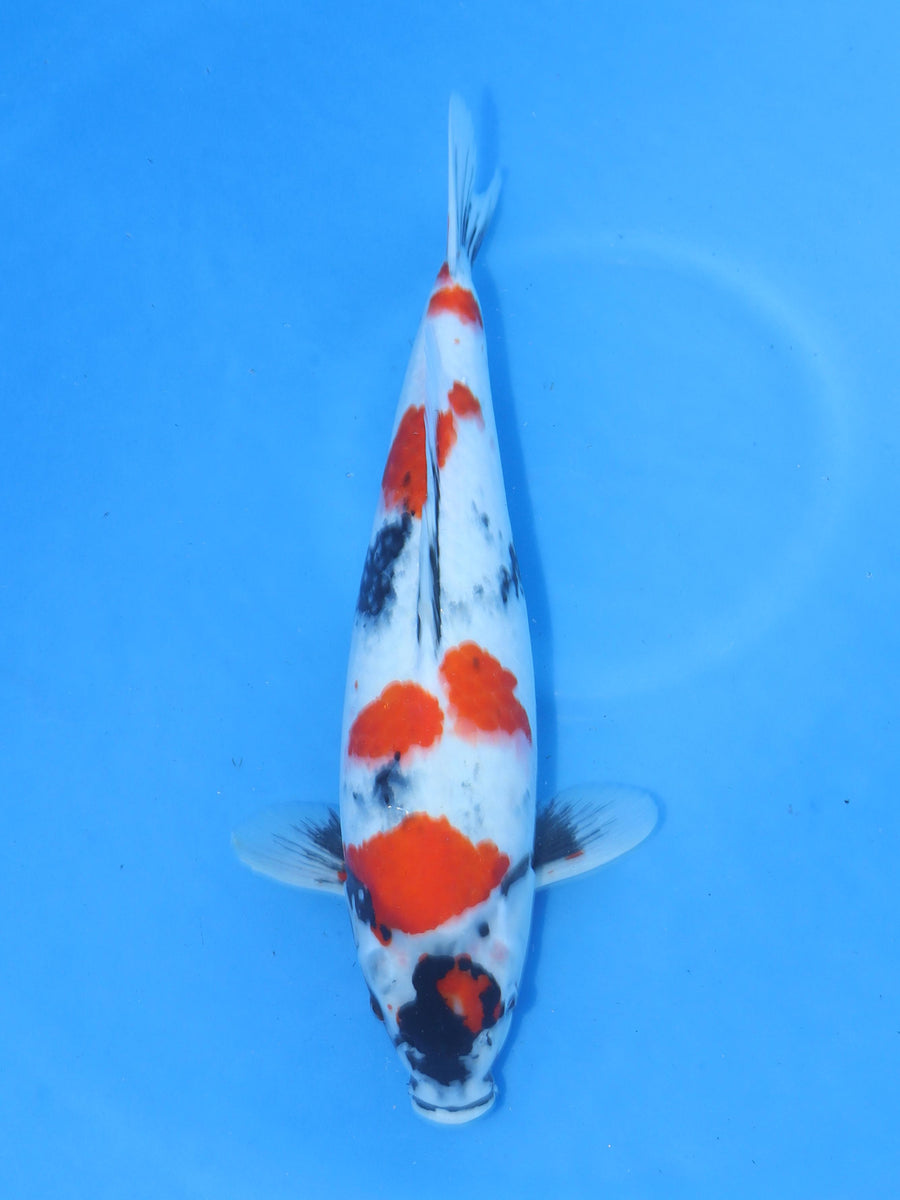 DAINICHI BLOODLINE SHOWA #4 – GC Koi Farm