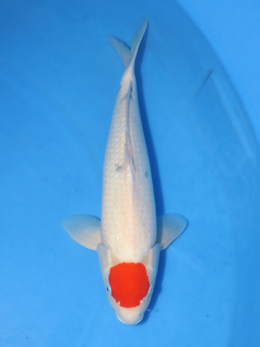 SAKAI BLOODLINE TANCHO SANKE #4 – GC Koi Farm