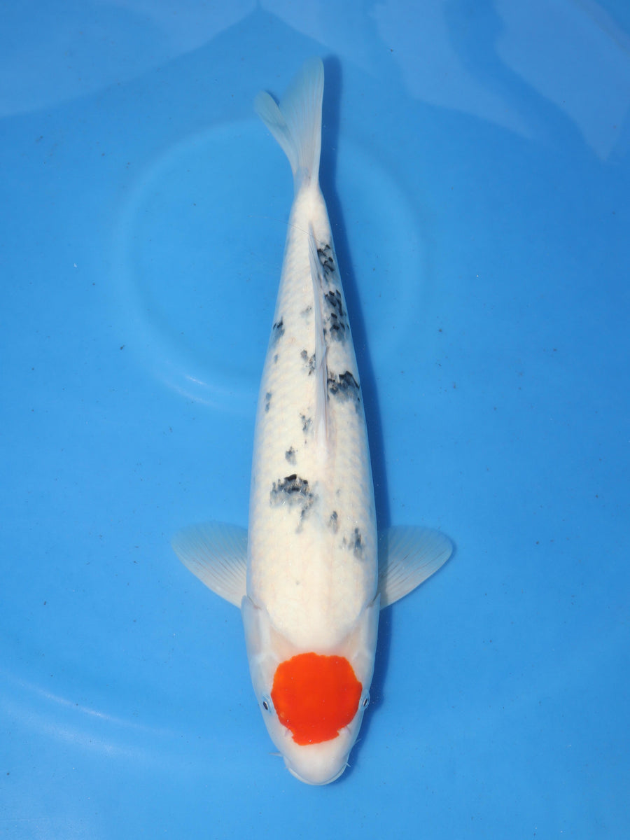 SAKAI BLOODLINE TANCHO SANKE #3 – GC Koi Farm