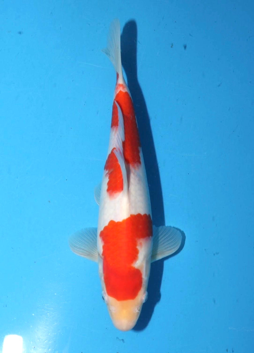 TORAZO KOHAKU JUMBO TOSAI 10”-12” WITH CERTIFICATE #19 – GC Koi Farm