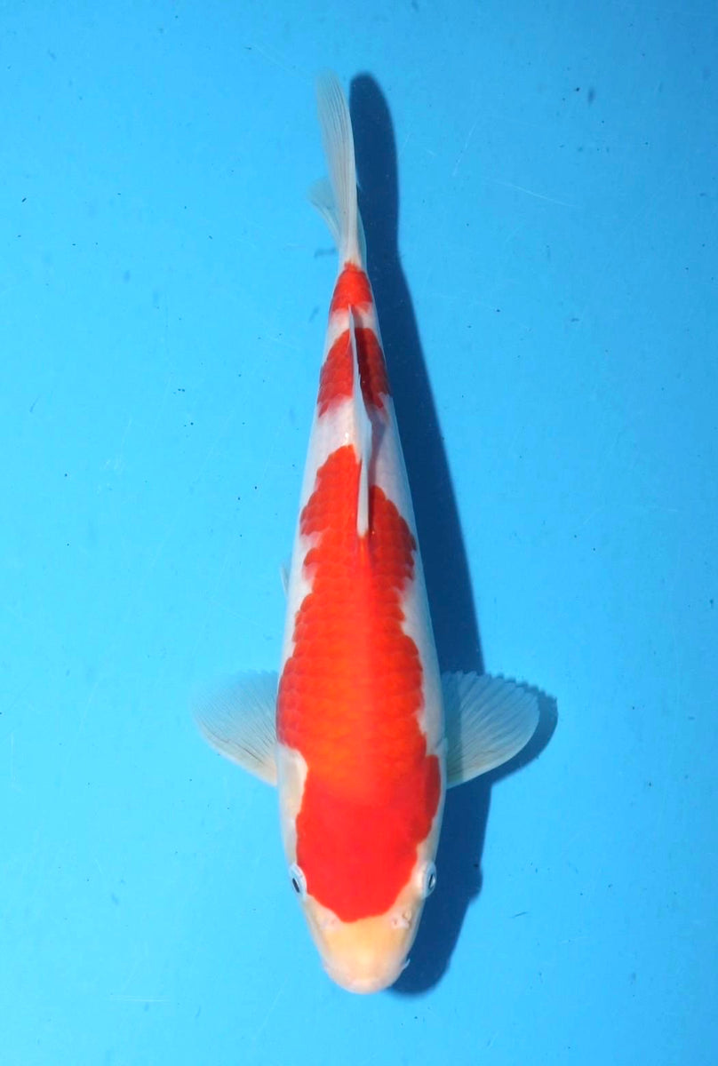 TORAZO KOHAKU JUMBO TOSAI 10”-12” WITH CERTIFICATE #21 – GC Koi Farm