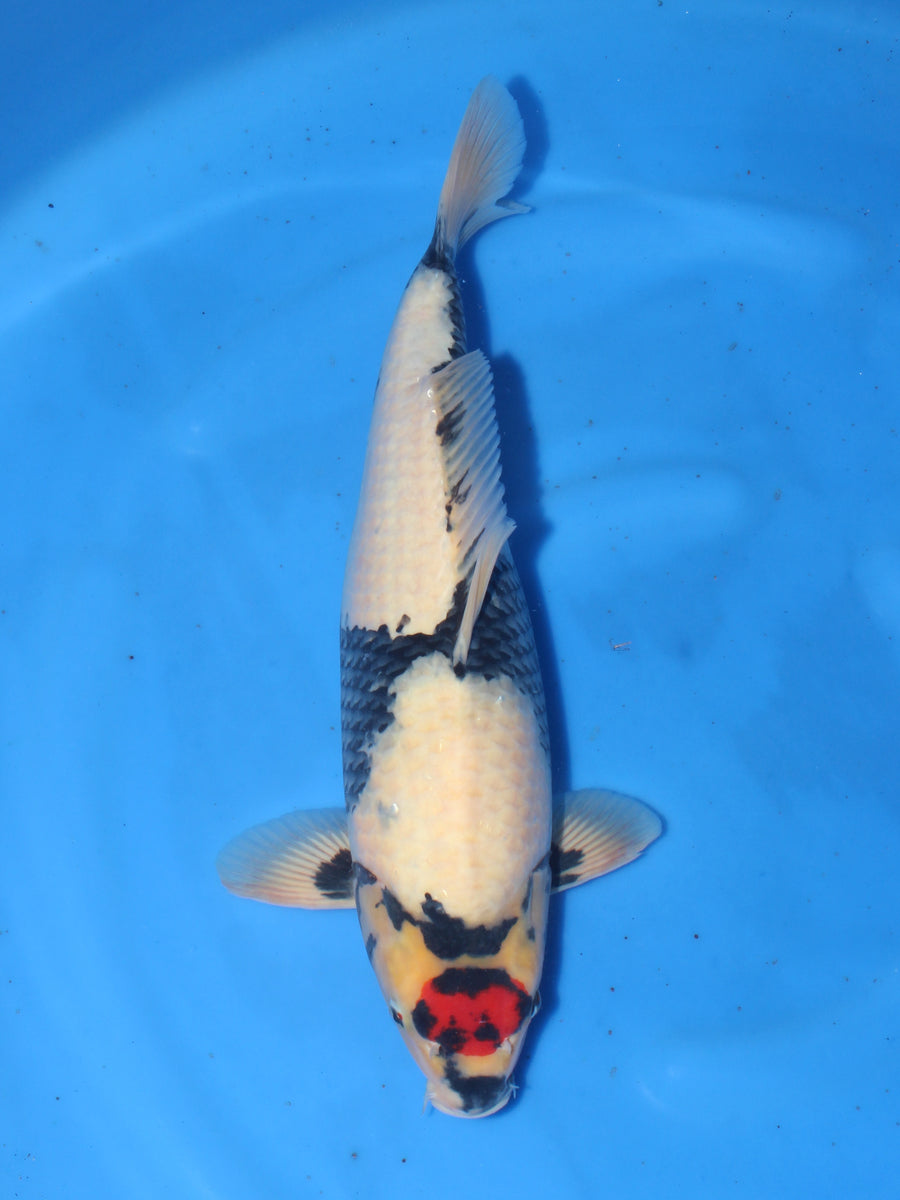 DAINICHI BLOODLINE TANCHO SHOWA 19" – GC Koi Farm
