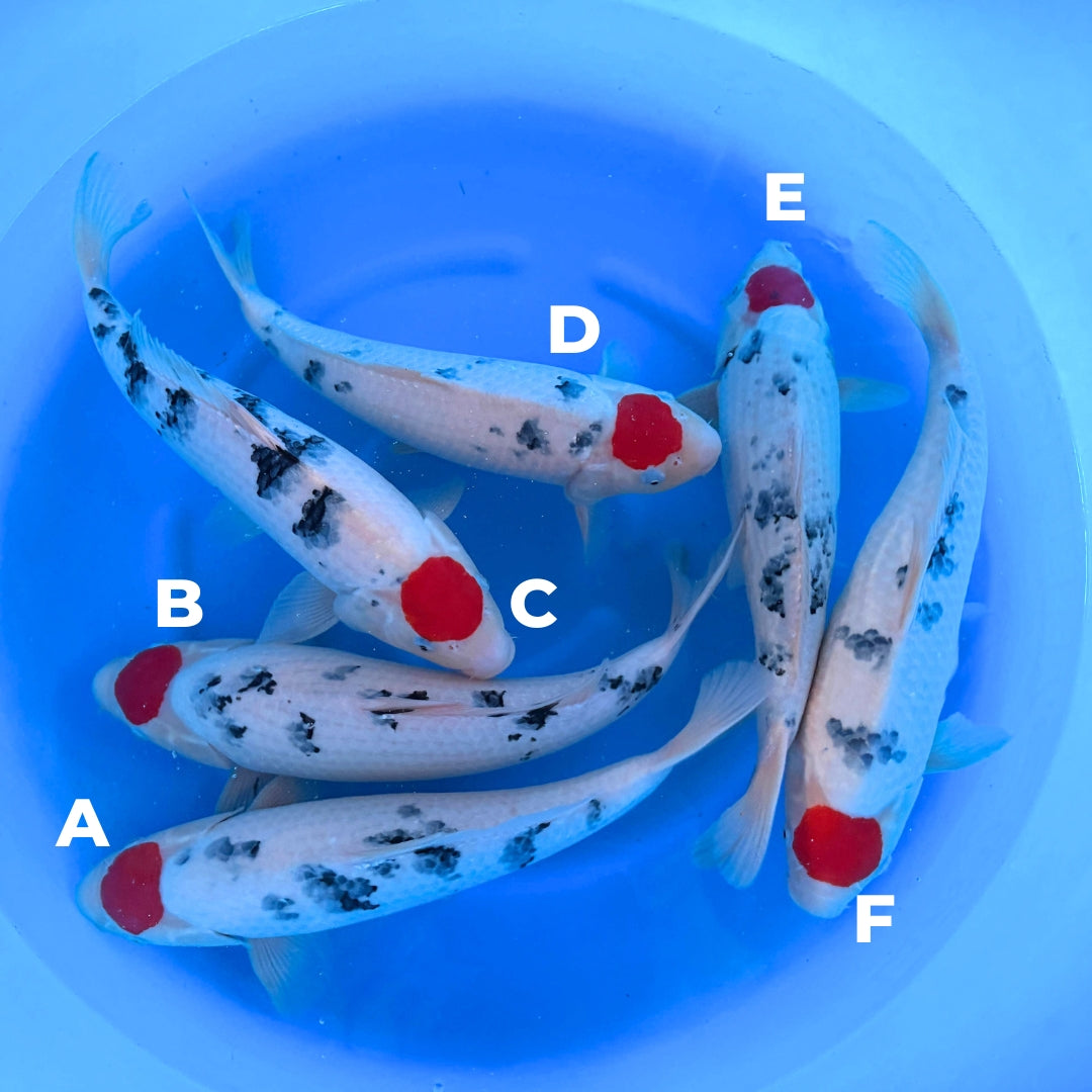 SAKAI BLOODLINE TANCHO SANKE – GC Koi Farm