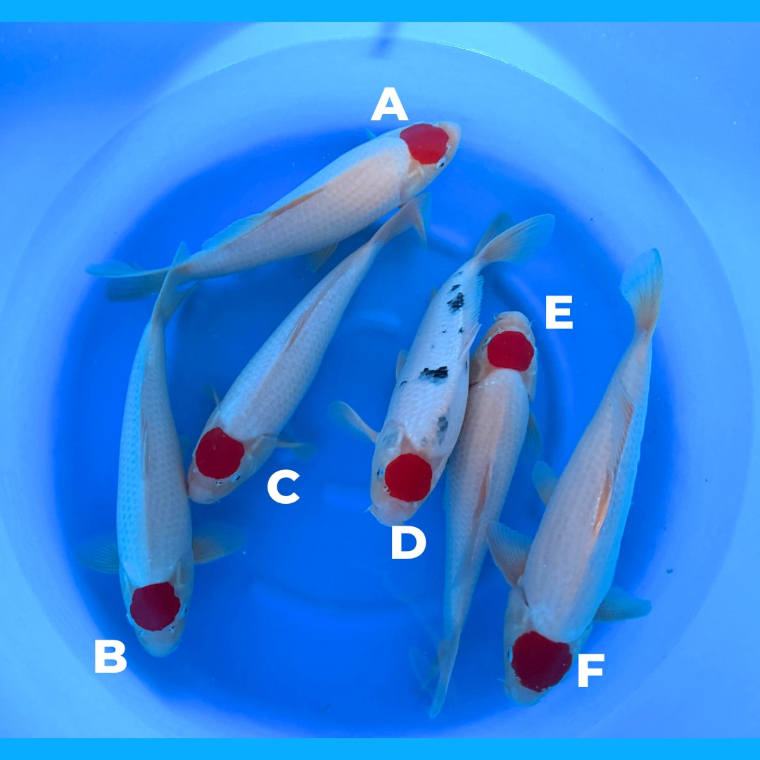 SAKAI BLOODLINE TANCHO #3 – GC Koi Farm