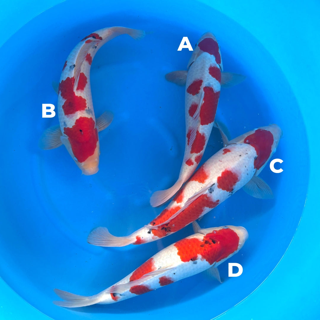 SAKAI BLOODLINE GOSANKE #5 – GC Koi Farm
