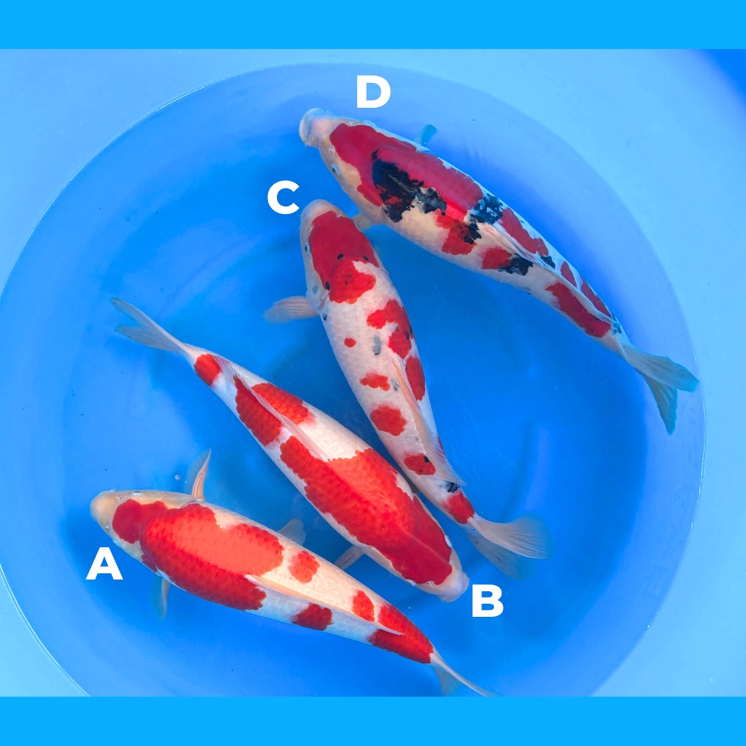 SAKAI BLOODLINE GOSANKE #2 – GC Koi Farm