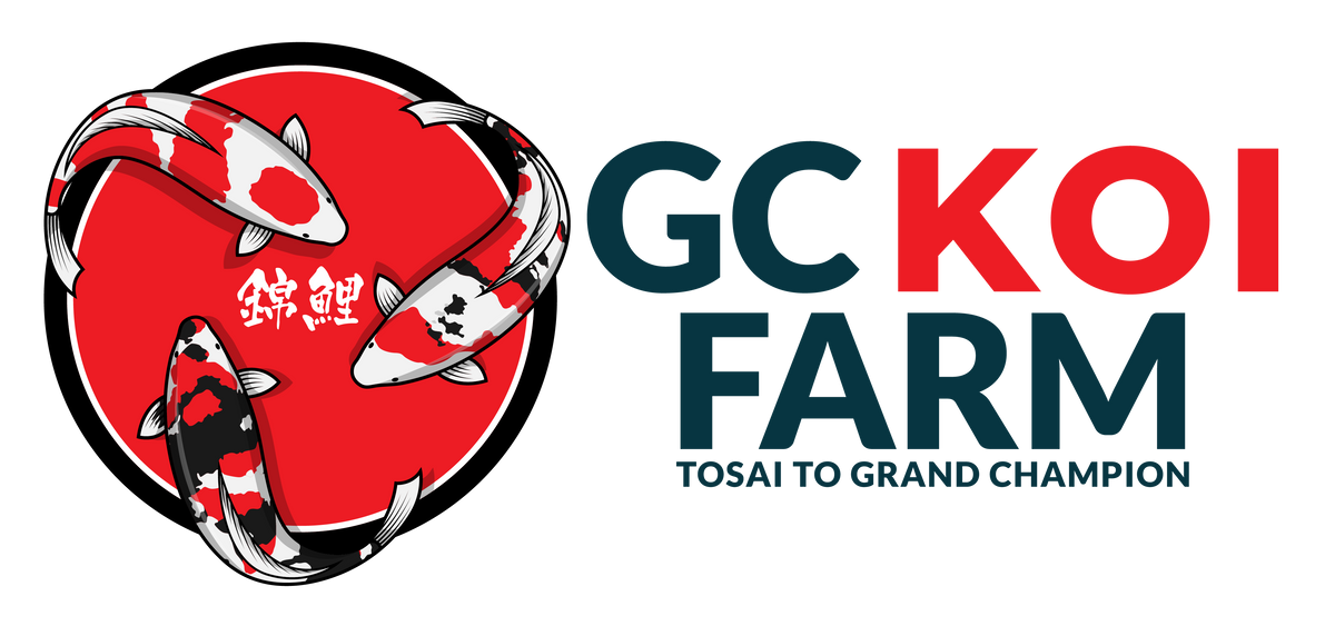 Isa Koi Farm - Find Your Best Isa Showa – Tagged "isa" – GC Koi Farm