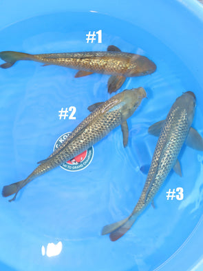 Marusei – GC Koi Farm